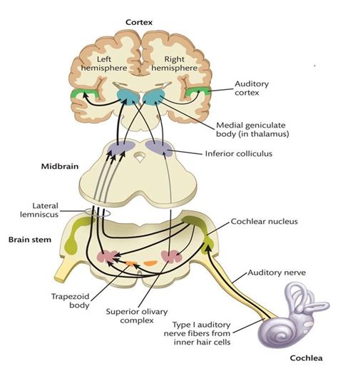 Auditory Processing Auditory Processing Visual Processing Brain Stem