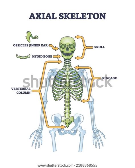 Axial Skeleton