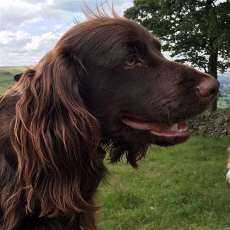Arthur Preston Pikehow Working Cocker Spaniel