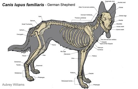 Diagram Of Dog Skeleton Anatomy Dog Skeletal Skeleton Animal