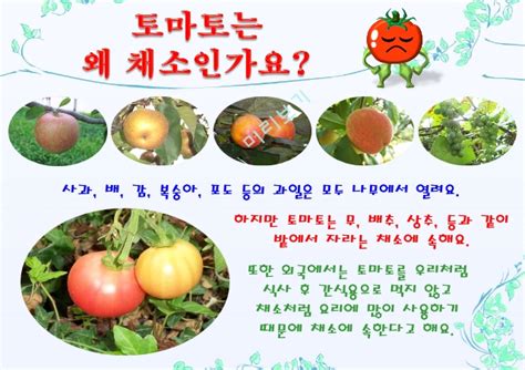 과일채소 토마토 이야기나누기 상호작용 수업자료사범교육레포트