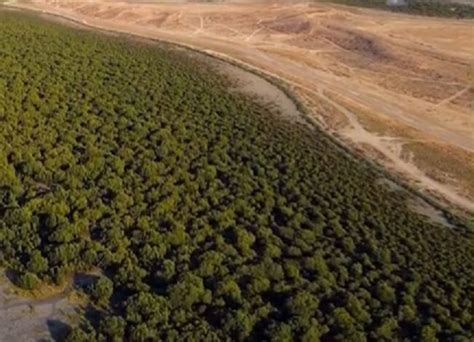 How Does A Desert Transform Into A Green Landscape Voiceofgulf
