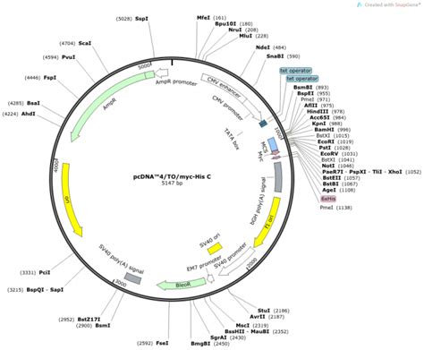 Pcdna4tomyc His C载体质粒图谱 优宝生物
