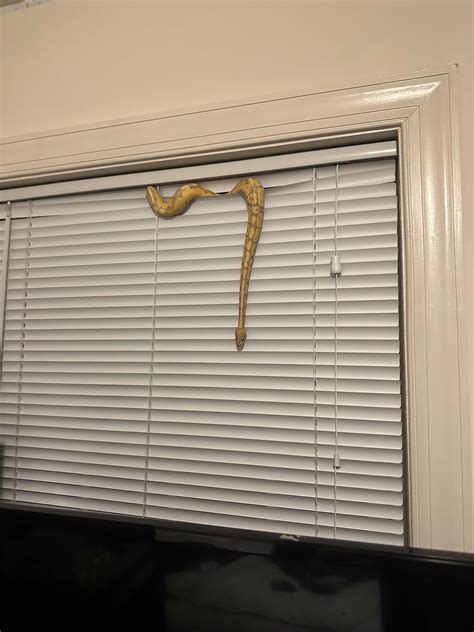 found my lost ball python r ballpython