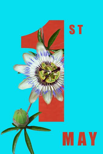 청록색 배경에서 1위에서 나오는 열정의 꽃과 꽃으로 5월일 컨셉 근로자의 날에 대한 스톡 사진 및 기타 이미지 근로자의 날 세계적인 0명 Istock