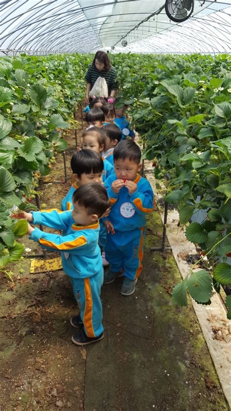민성이의 딸기밭체험 네이버 블로그
