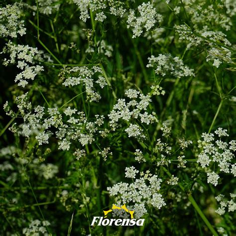 Comino Florensa Argentina