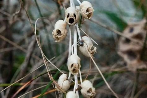 Understanding The Causes And Solutions Of Dead Snapdragons Updated