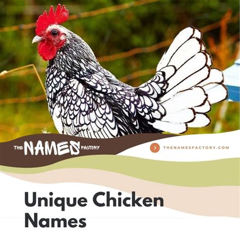 410 Creative Chicken Names For Your Feathered Friends