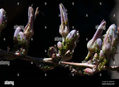 Sydney Australia Aphids On A Stem Of Buds Of A Hesperaloe Nocturna