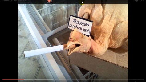 სასაცილო სურათები უყურეთ All Youtube