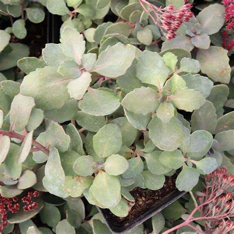 Sedum Cauticola Ruby Glow Mountain Crest Gardens