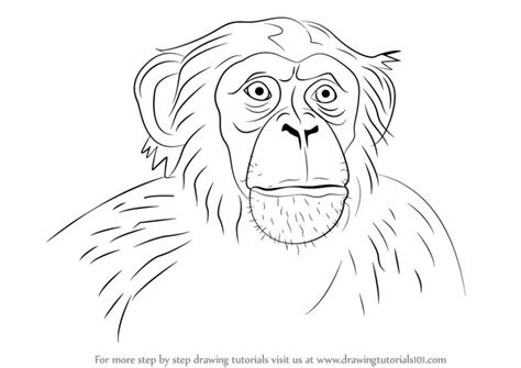 Learn How To Draw Chimpanzee Face Other Animals Step By Step