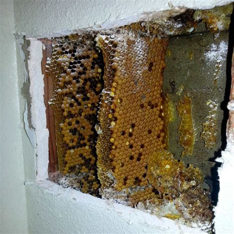 Why Bees In House At Lara Boxer Blog