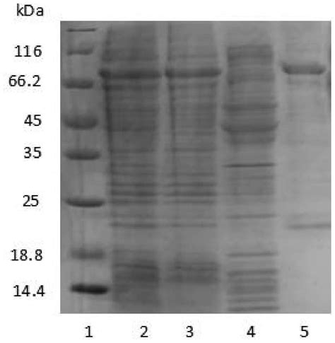 Feline Calicivirus Vp1 Vp2 Recombinant Protein As Well As Preparation