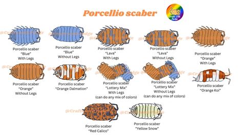 Porcellio Scaber Isopods Digital Art Designed Isopod Stickers Etsy