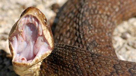 Venomous Snakes Of North Texas And Emergency Bite Care Mckinney Emergency Veterinarian Clinic