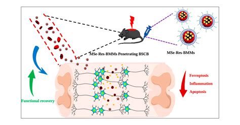 Borneol Functionalized Macrophage Membrane Encapsulated Mesoporous