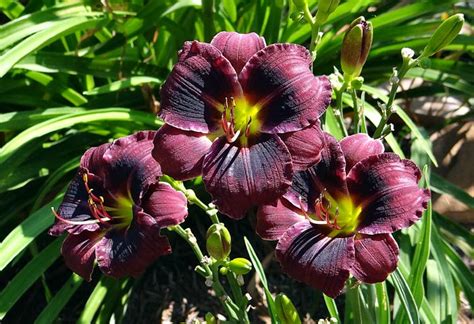Daylily Darth Ciduous
