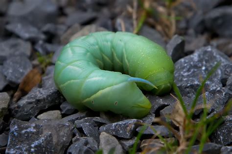 Great Ash Sphinx Moth Caterpillar New York Caterpillars Melissa Groo
