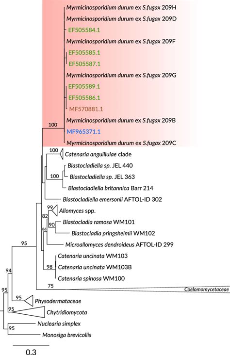 reference maximum likelihood phylogenetic tree based on its ssu and