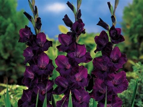 Як правильно садити гладіолуси навесні у відкритому грунті посадка