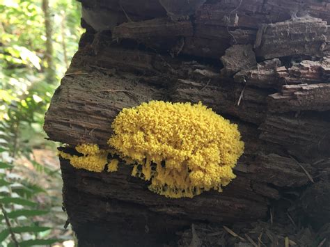 Physarum Polycephalum Found In The Pacific Nw R Mycology