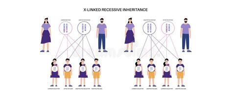 X Linked Inheritance Stock Illustrations 51 X Linked Inheritance
