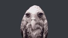 Meme Owl S Tenor