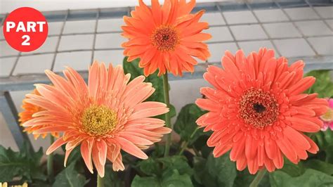 ജർബറ ചട കടവനന നശകകതരകകൻ Gerbera Plant Care YouTube