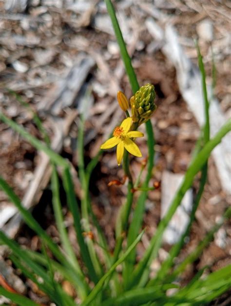 Bulbine Bulbosa — Australian Plants Society Tasmania Inc
