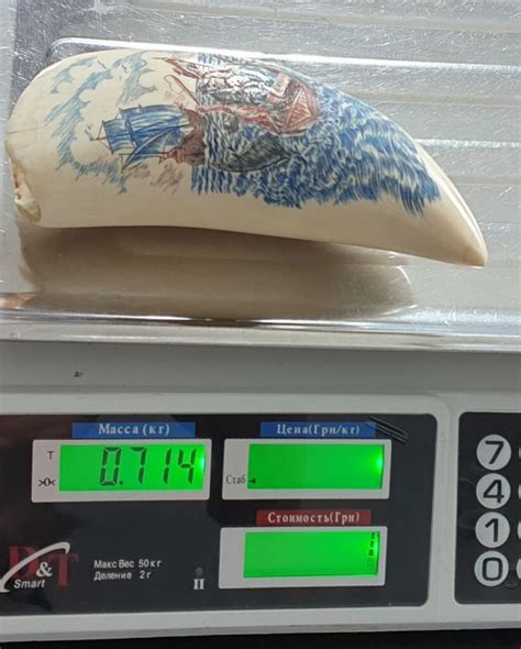 Killer Whale Teeth Orca Teeth Special Package Quality Mammoth Ivory