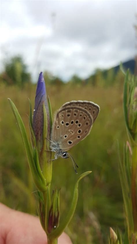 The Alcon Blue Phengaris Alcon Alcon Nacionalni Park Plitvička Jezera