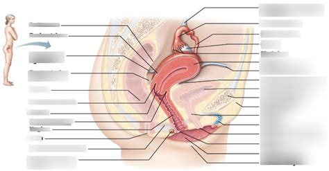 A P Female Reproductive System Diagram Quizlet