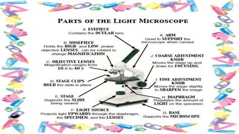 How To Use Light Microscope Pptx
