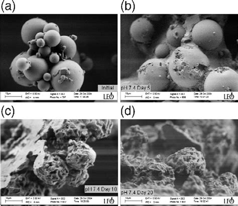 Figure 6 From Effect Of Acidic Ph On Plga Microsphere Degradation And Release Semantic Scholar