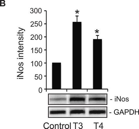 抗 Gapdh抗体，小鼠单克隆 小鼠抗，anti Gapdh Antibody Mouse Monoclonal