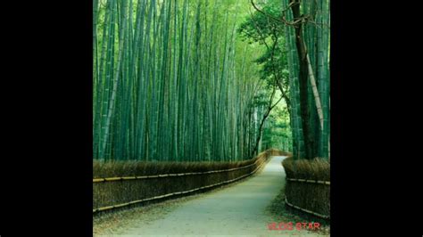 Best Forest Poto Picture Sabsee Bariya Jangal Poto Picture সব থেকে ভালো জঙ্গলের ছবি। Youtube