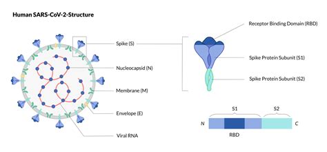 Sars Virus Structure