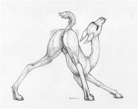 Rule 34 2016 Anus Camelid Closed Eyes Ecmajor Female Feral Llama