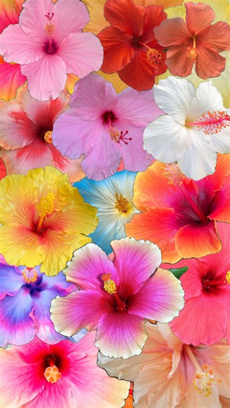 Download Vibrant Hibiscus Collage  Wallpaper