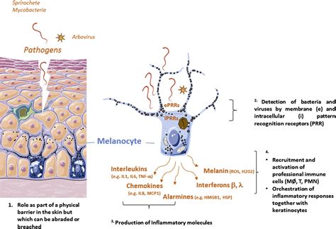 The Immunology And Inflammatory Responses Of Human Melanocytes In