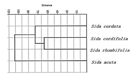 phenogram based on upgma method download scientific diagram