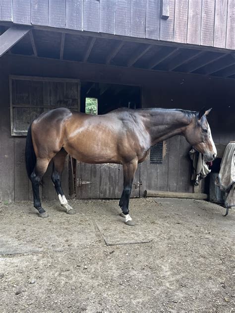 Ottb Body Condition Rkvssnark