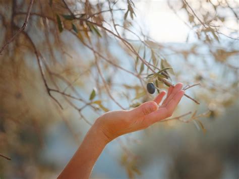 Premium Photo Walk In Olive Grove Harvest Ready To Produce Extra