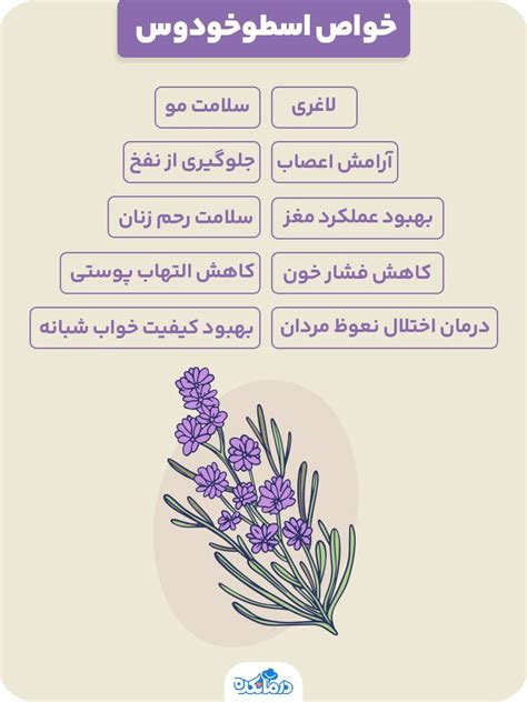 خواص اسطوخودوس؛ فواید معجزه‎‌آسای آن برای اعصاب