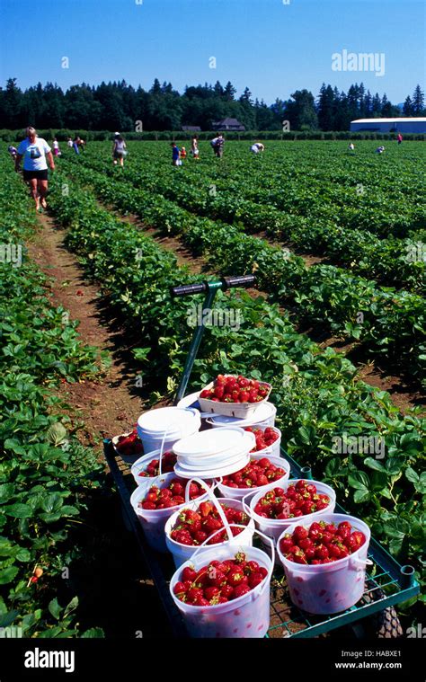 Strawberry Picking U Pick At Nadine Boeding Blog