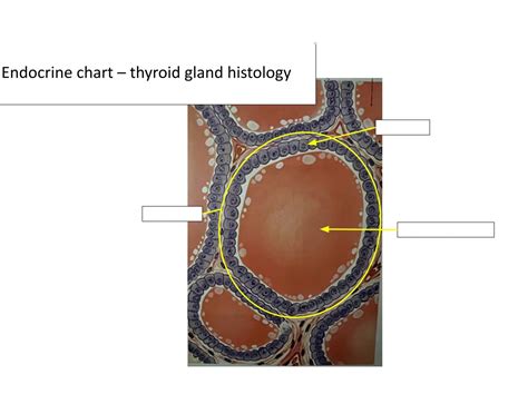 Endocrine Charts Thyroid Gland Histology Quiz