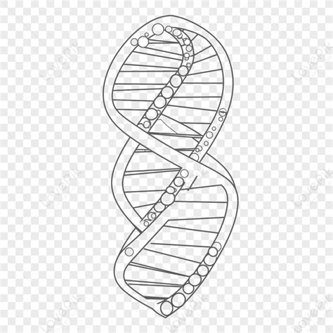 Dna Structure Coloring Pages 2025 Dna Structure Coloring Pages 2025