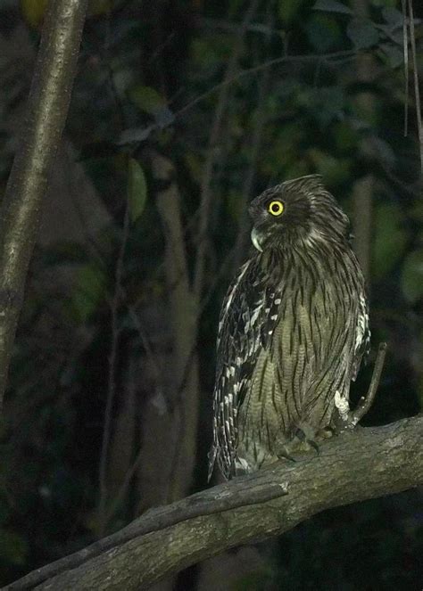 Birdwatcher Captures Brown Fish Owls On Camera In Shenzhen Cgtn